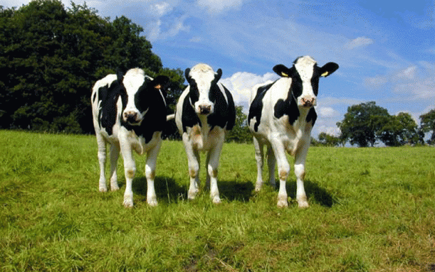 The Three Cows - Fairyist